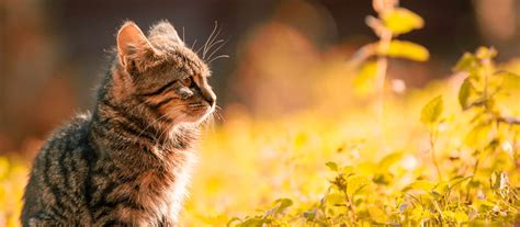 Trap Neuter Return Tnr Fixin Feral Felines