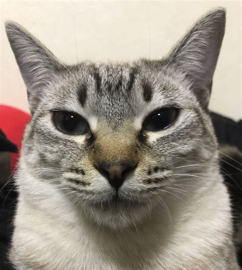 кот смешные картинки и другие приколы комиксы гиф анимация видео лучший интеллектуальный юмор