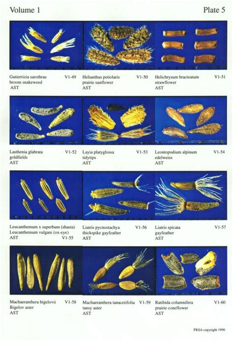 An Image Of Different Types Of Plants And Their Names In Spanish With Pictures Of Them