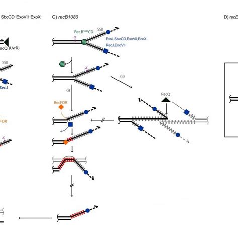 DNA End Resection Pathways In E Coli In Wt Bacteria A RecBCD Enzyme