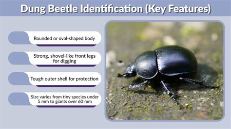Dung Beetle Identification Habitat Life Cycle Types And Benefits