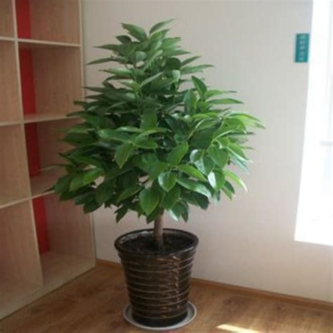 平安树植物图片 平安树叶子 幸福树植物图片 第10页 大山谷图库