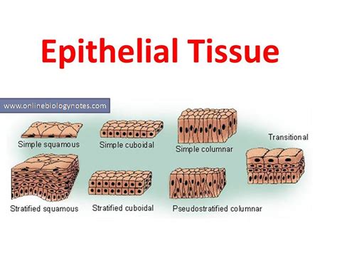 Anatomy Of Epithelial Tissue
