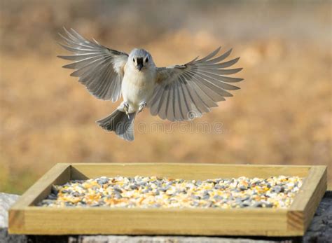 Beautiful Tufted Titmouse In Flight Against Partly Cloudy Sky Stock