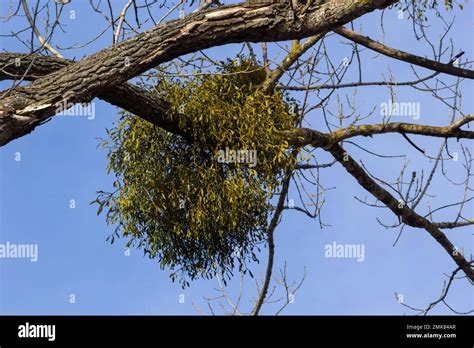 Un arbre malade flétrisé attaqué par le GUI viscum Ce sont des