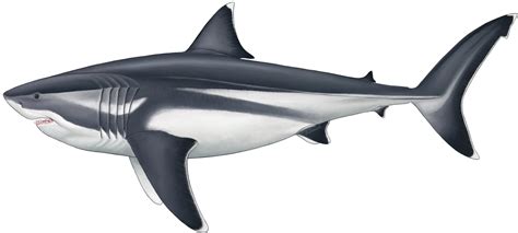 Finally Revealed Gargantuan True Size Of Legendary Prehistoric Mega