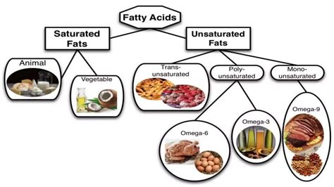 Classification And Properties Of Fats And Their Functions Pptx
