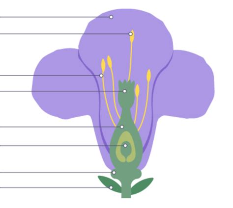 Diagram Of Insect Pollinated Plant Quizlet