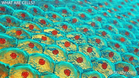 Cells With And Without A Nucleus Types And Structure Lesson