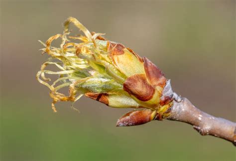 Opening Bud With Leaves On A Pear Branch Stock Image Image Of Branch
