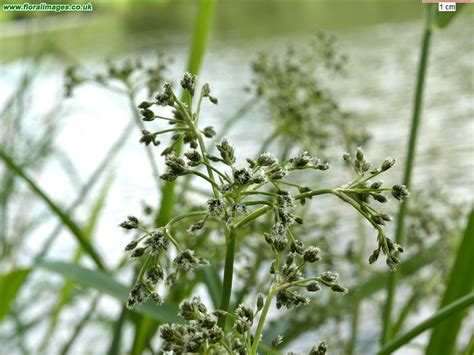 Scirpus Sylvaticus Picture 4 Of 12