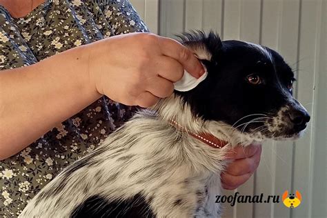 Капли для чистки ушей у собак: бренды и советы по применению