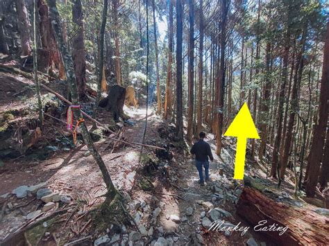 【八仙山主峰步道】谷關七雄老大，八仙山遊樂區享受森林浴步道 貪吃猴的幻想旅遊walkerland窩客島