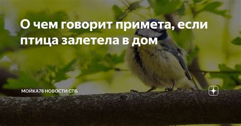 О чем говорит примета если птица залетела в дом МОЙКА78 Новости СПб