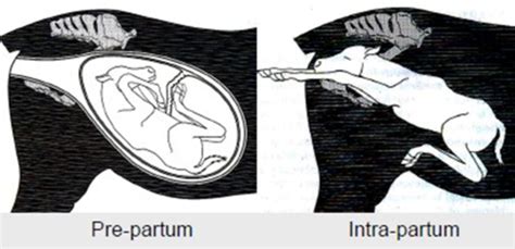 Exam 2 LC7 8 Foaling Post Partum Mare Flashcards Quizlet