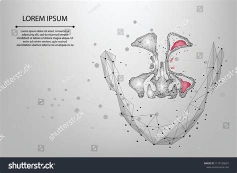 Sinusitis Allergy On Human Over 430 Royalty Free Licensable Stock