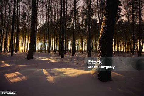 따뜻한 빛이 함께 숲에서 눈에 소나무 겨울 아름 다운 별이 빛나는 밤 풍경입니다 Astrophotography입니다 분명 별이
