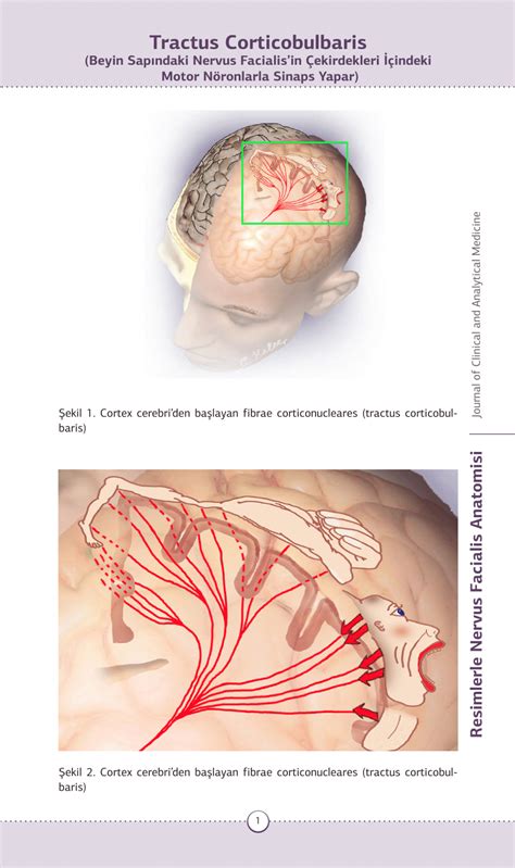 Pdf Corticobulbar Tract