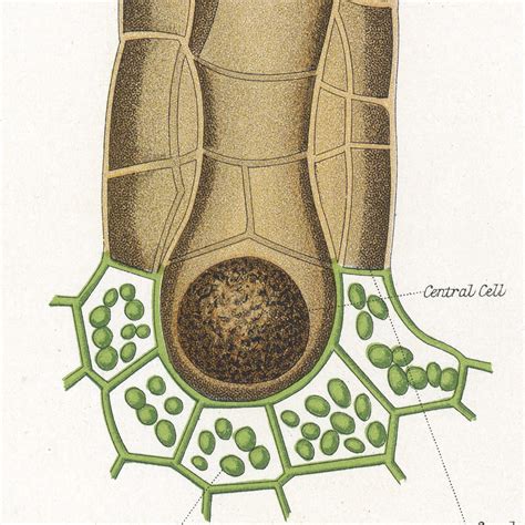 1883 Fern Classification Chart Taxonomy Of Cryptogamic Plants In An Antique Colored Lithography