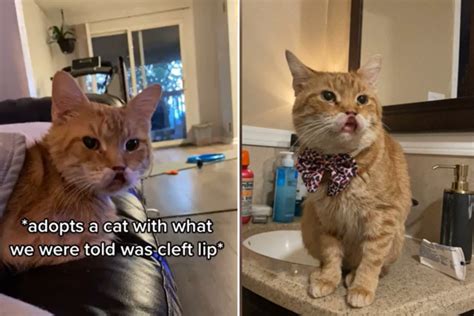Woman Reveals Real Reason Her Rescue Cat Has A Cleft Lip