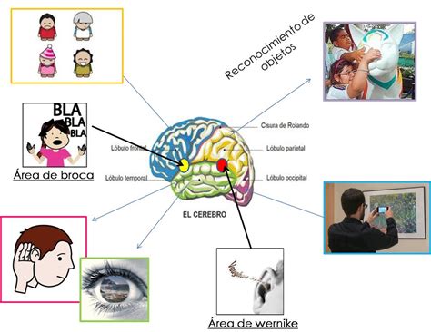 Trabajos De Fisiología Humana Funciones De Lobulos Cerebrales