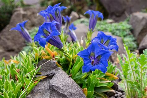 【竜胆（リンドウ）の花言葉】怖い意味も？敬老の日に贈る由来・特徴など