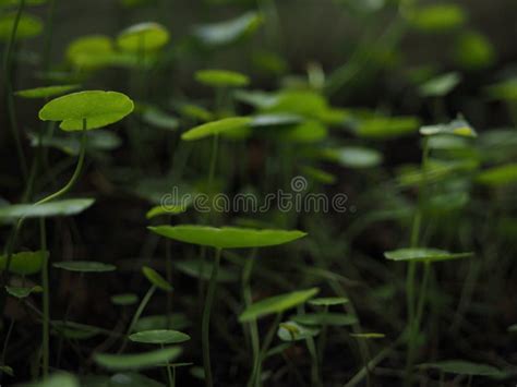 Green Leaf Weeds Stock Image Image Of Yellow Grass 259981175