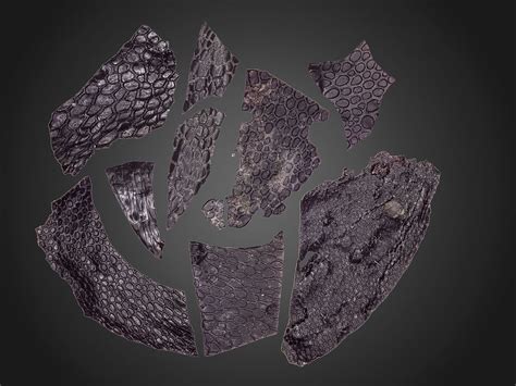 This 288 Million Year Old Fossilized Scrap Of Skin Is The Worlds