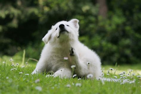 Comment Enlever Des Puces Sur Un Chien