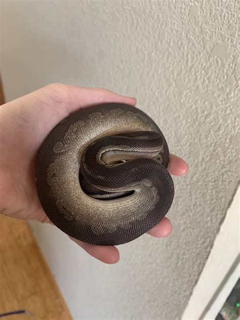 Sold The Wrong Sex Only Found Out After 3 Years Ball Pythons