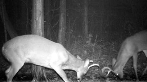 Two Small Bucks Have At It Youtube