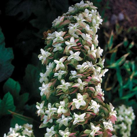 Hydrangea Snowflake Park Seed