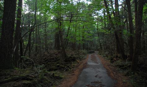 Aokigahara El Espeluznante Bosque De Los Suicidios De Jap N