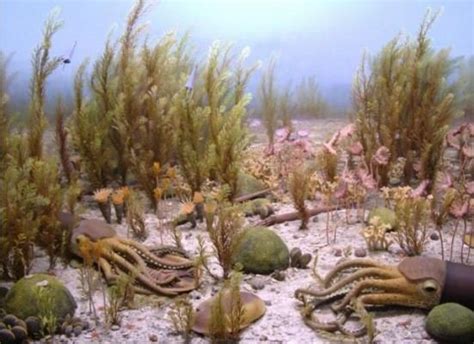 Ordoviciansilurian Extinction Events ~ Detailed Information Photos