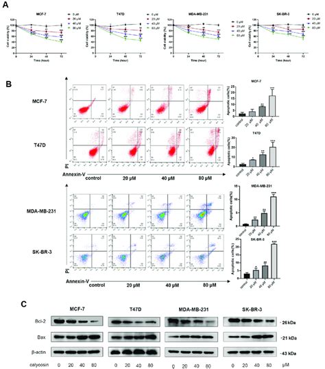Inhibition Of Calycosin In Breast Cancer Cell Progression In Both