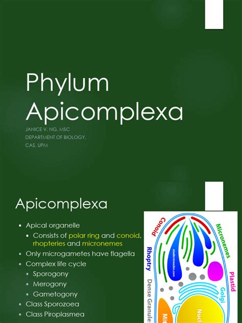 Apicomplexa Ciliate 2015 Pdf