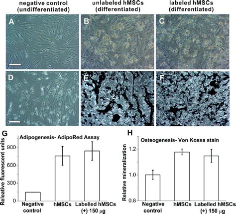 Differentiation Assays Of Unlabeled And Labeled Hmscs A