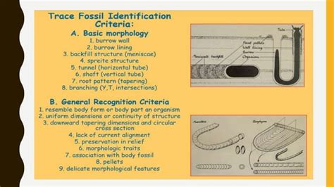 Ichnologyclassification And Significance Of Trace Fossil Pptx