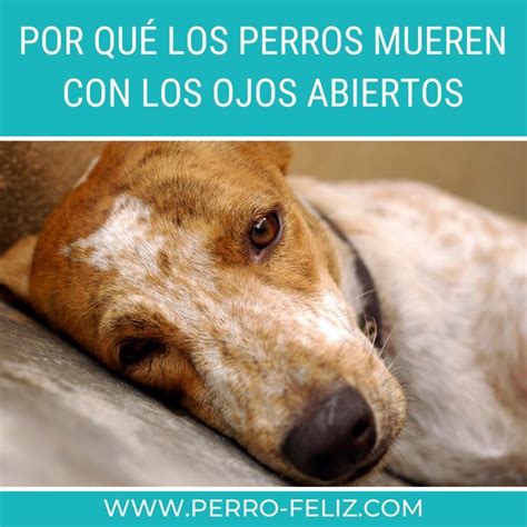 Por Qué Los Perros Mueren Con Los Ojos Abiertos Cuando muere un perro