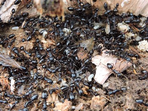 How To Get Rid Of Ants In Your Garden Soil Fasci Garden
