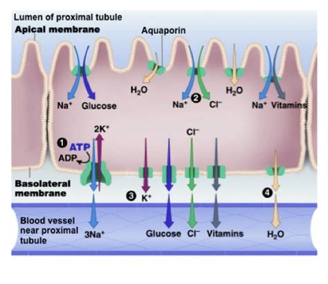 Solved Lumen Of Proximal Tubule Apical Membrane Aquaporin H2o Na Glucose H2o Cr Na Vitamins