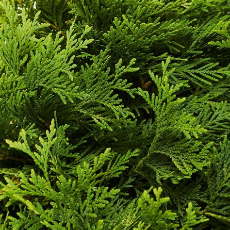 Lowes Golden Globe Arborvitae Accent Shrub In 5 Gallon Pot Nursery At