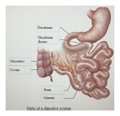 Answered Lleum Duodenum Cecum Jejunum Mesentery Bartleby