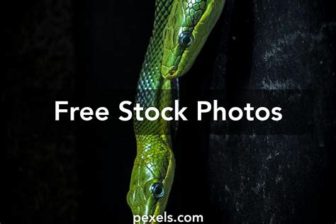 Snakes Of Swamp Forest Photos Download The Best Free Snakes Of Swamp