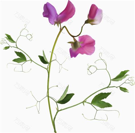 漂亮花枝png元素素材图片下载 万素网