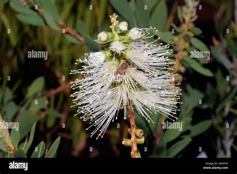 Callistemon White Anzac And Honey Bee Callistemon Citrinus And Apis