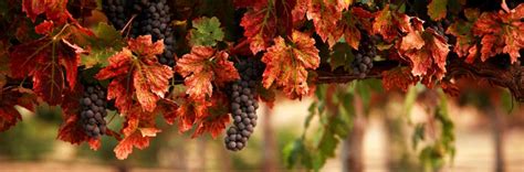 Differenze Tra Vino Biologico Biodinamico E Naturale Terranova Alimenti