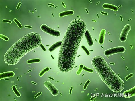 快速了解细菌的分类、形态、大小 知乎