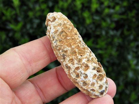 Equicalastrobus Chinleana Silicified Lycopod Cone 25