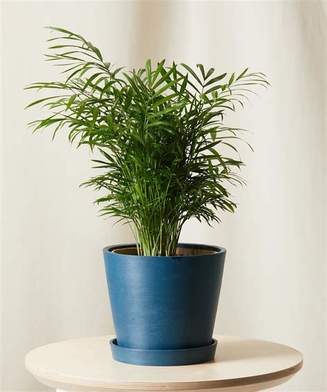 plantas fáceis de cuidar que precisam de pouca luz OBSiGeN